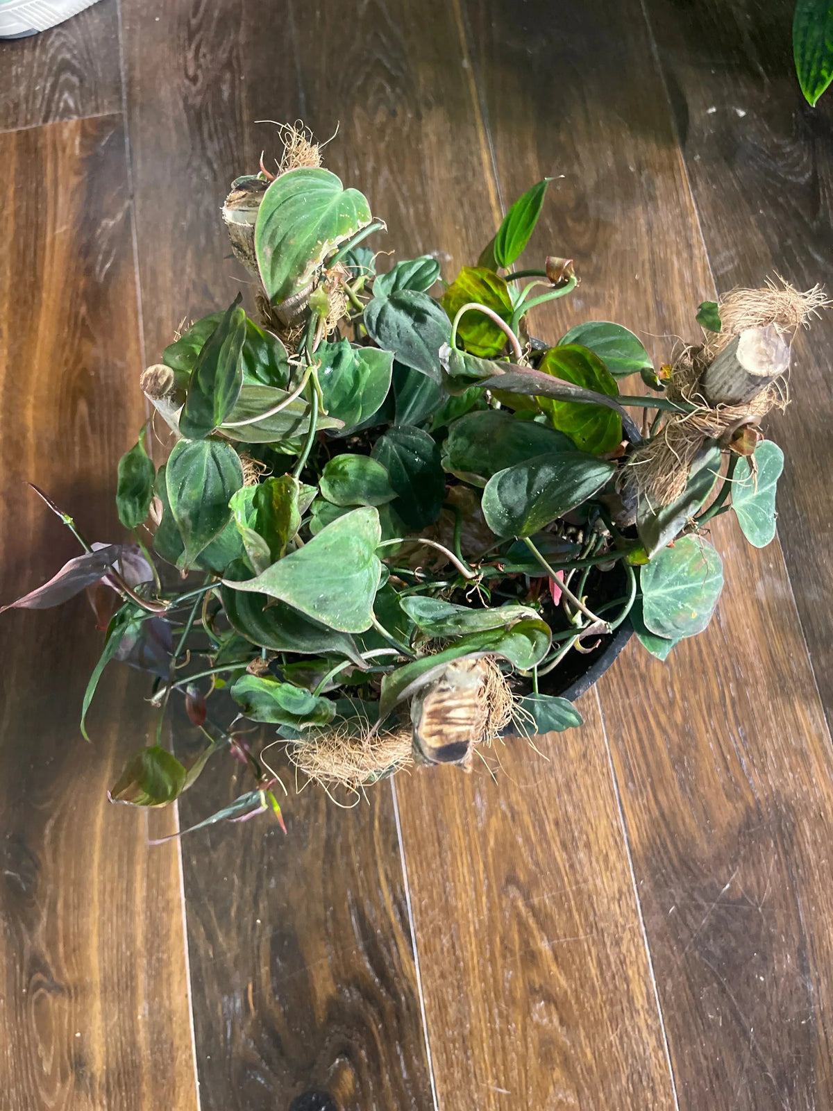 Philo Micans 18cm – Biohydro