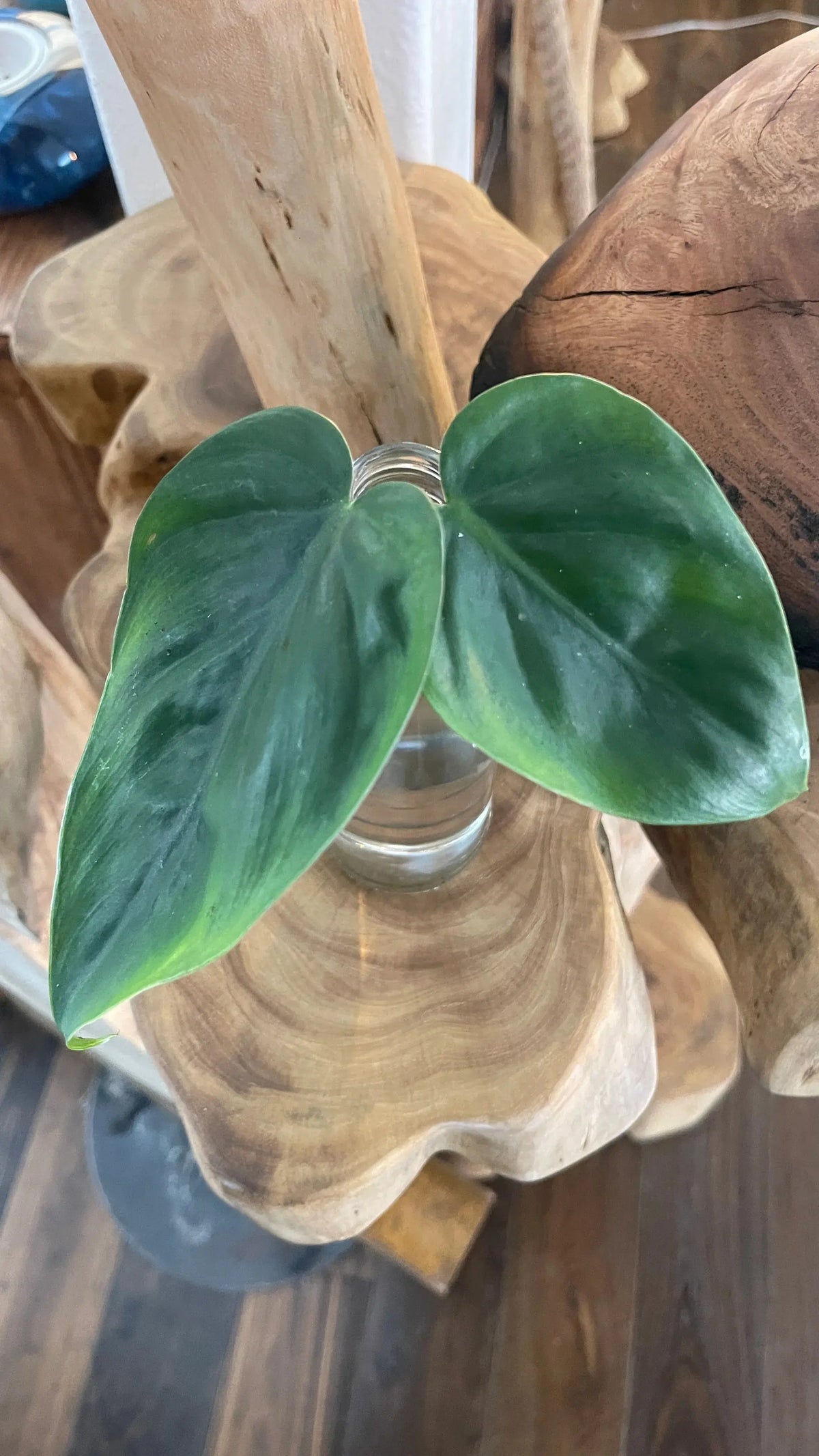 Philo Heartleaf Bottle – Biohydro